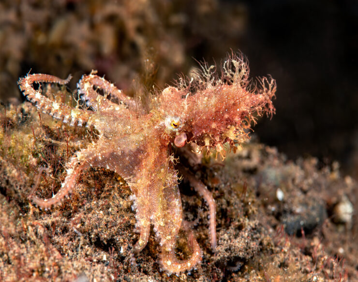 8 Small Octopus Species You Re Going To Love