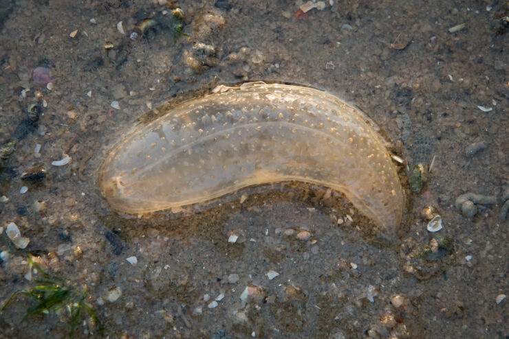 7 Unbelievable Transparent Sea Creatures