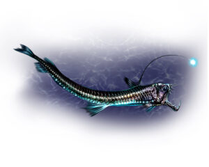 11 Most Fascinating Deep Sea Fish