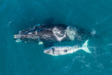 Whale Milk