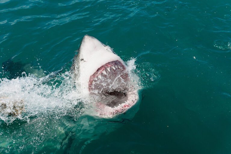 Sharks in Brazil