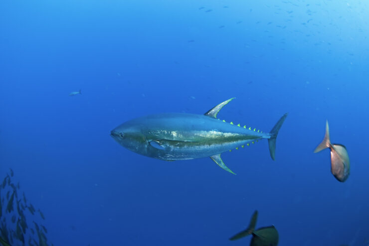 What's the Difference Between Yellowtail and Yellowfin?