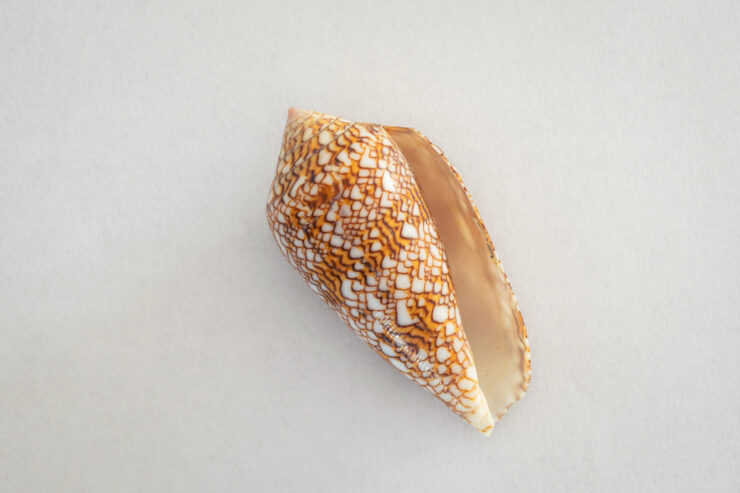 A Guide to the World's Most Expensive Shells