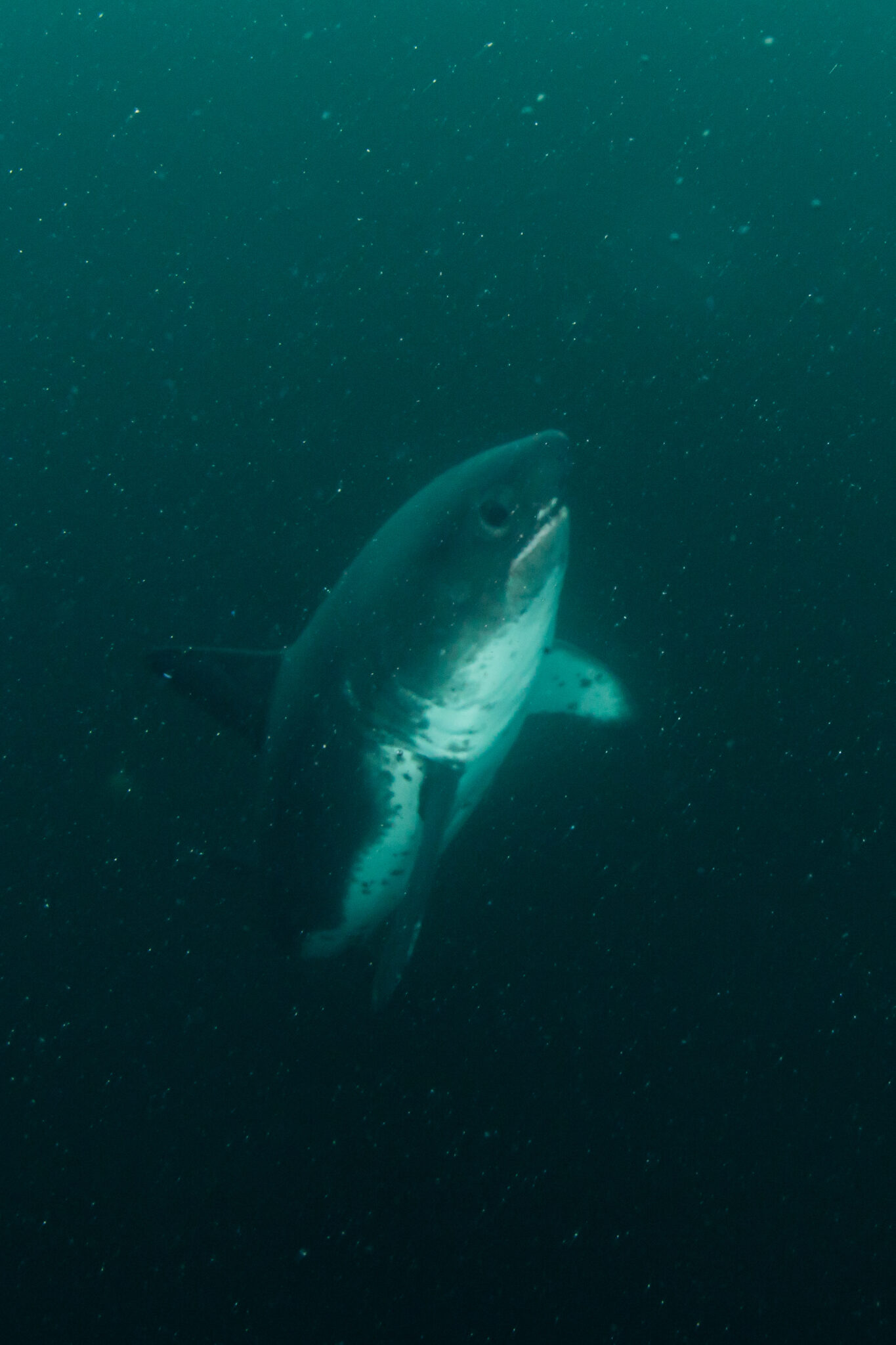Salmon Shark