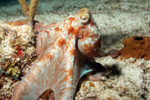Caribbean Reef Octopus