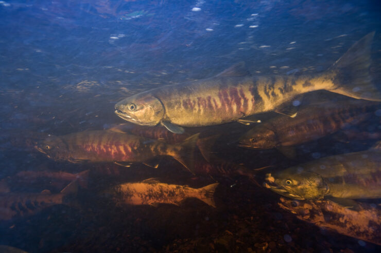 What's the Difference Between Chum Salmon and Chinook Salmon?