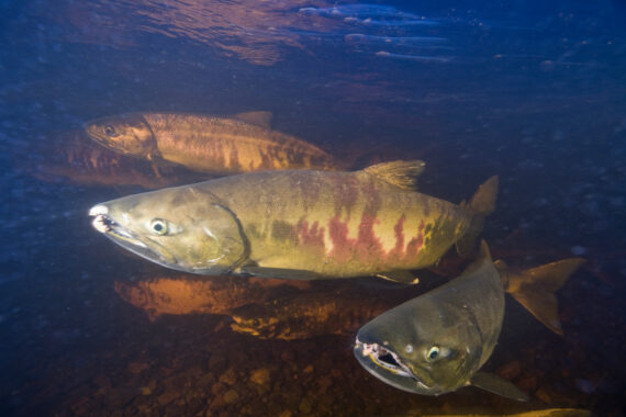 Understanding the Lifecycle of Salmon