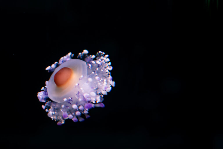 The Incredible Way That Jellyfish Reproduce