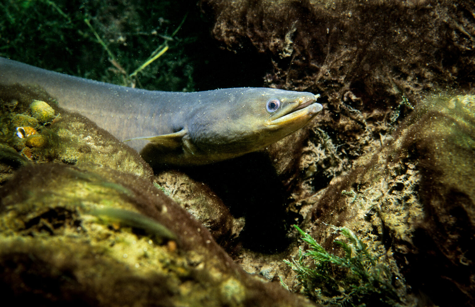 What's the Difference Between a Sea Snake and an Eel?