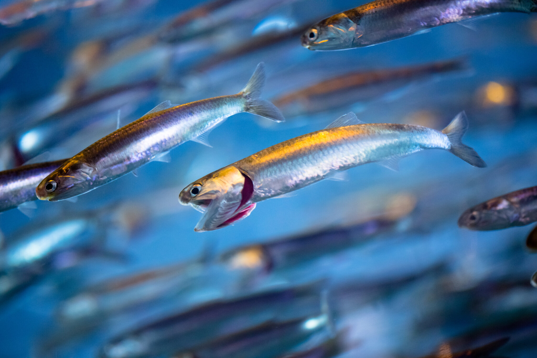 What's the Difference Between Anchovies and Sardines?