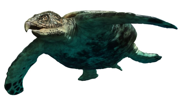 Archelon: The Giant Sea Turtle of the Cretaceous Period