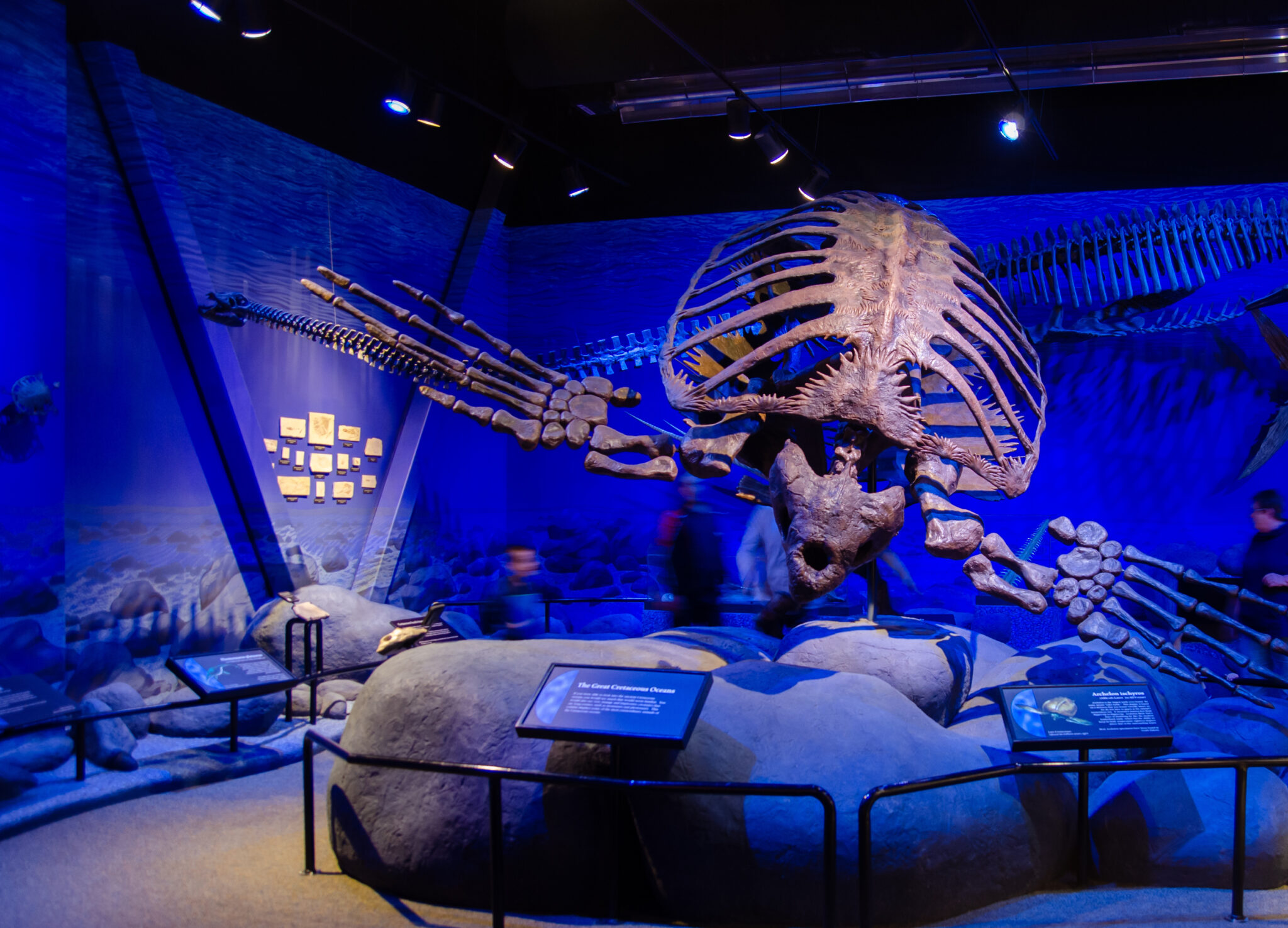 Archelon: The Giant Sea Turtle of the Cretaceous Period