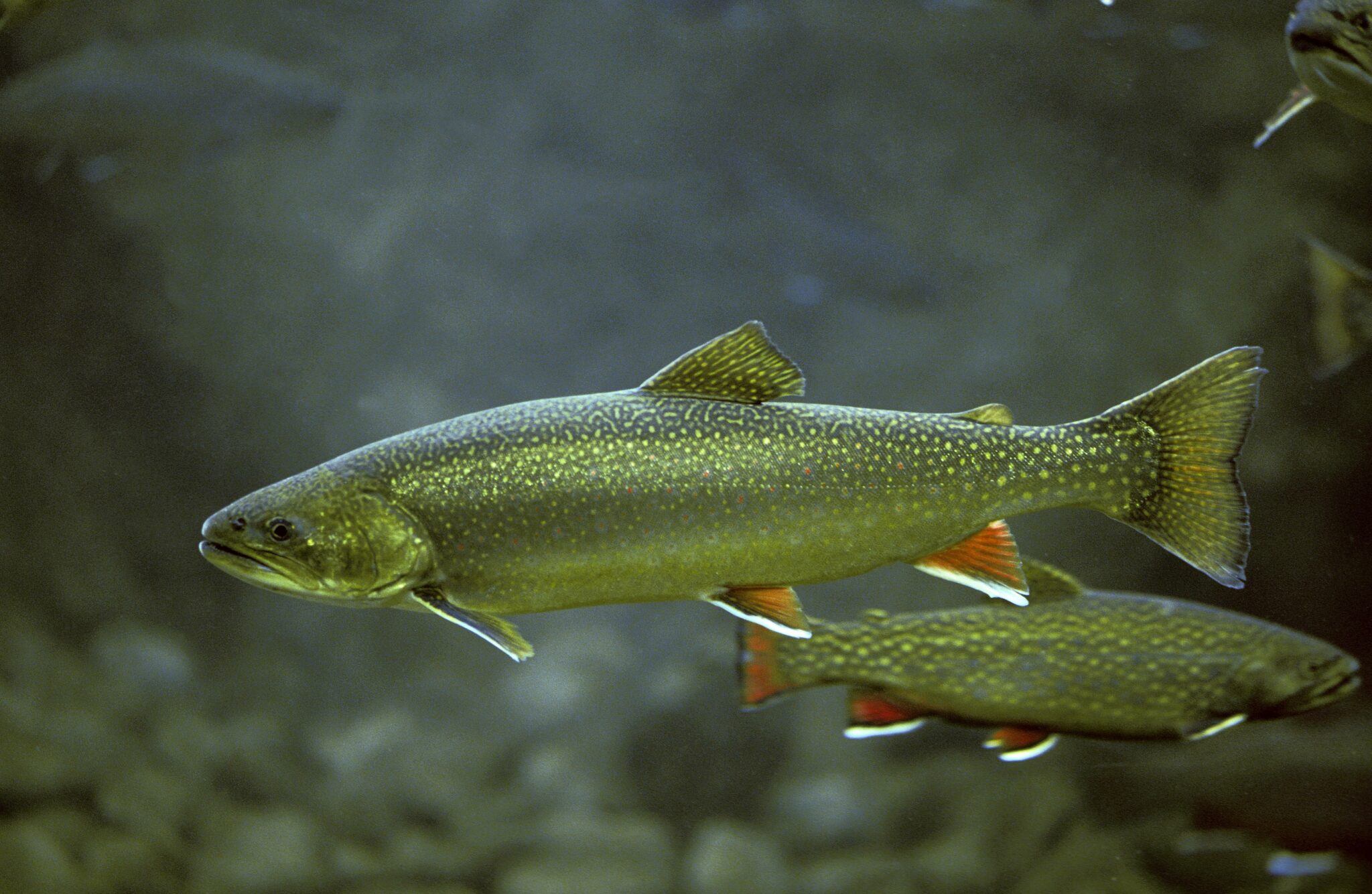 What's the Difference Between Arctic Char and Salmon?