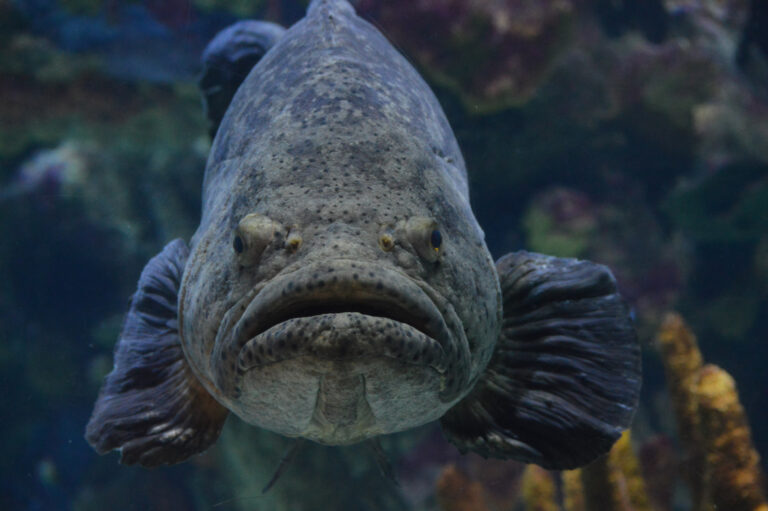 What is a Group of Fish Called?