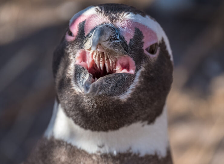Are Penguins Dangerous?