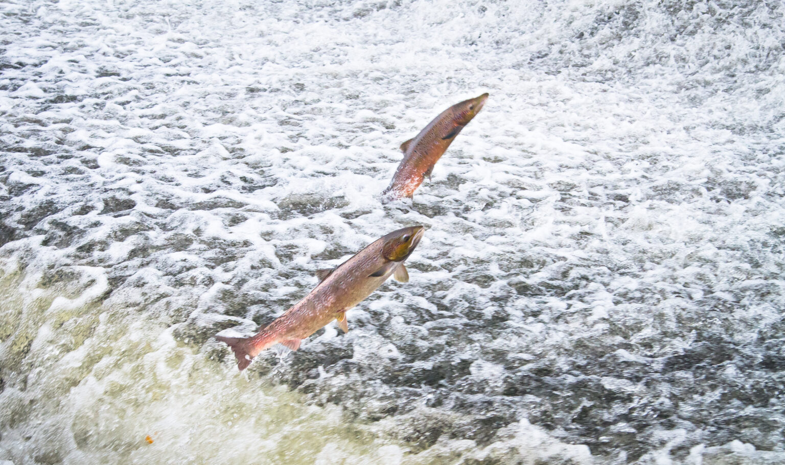 What's the Difference Between Atlantic Salmon and Pacific Salmon?