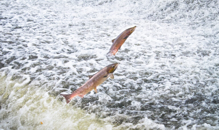 What's the Difference Between Atlantic Salmon and Pacific Salmon?
