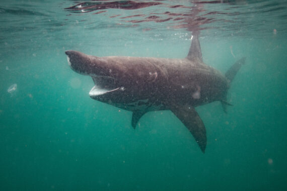 3 Species of Filter Feeding Sharks to Know