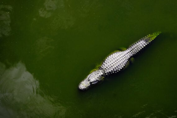 Biggest Alligator Ever Recorded