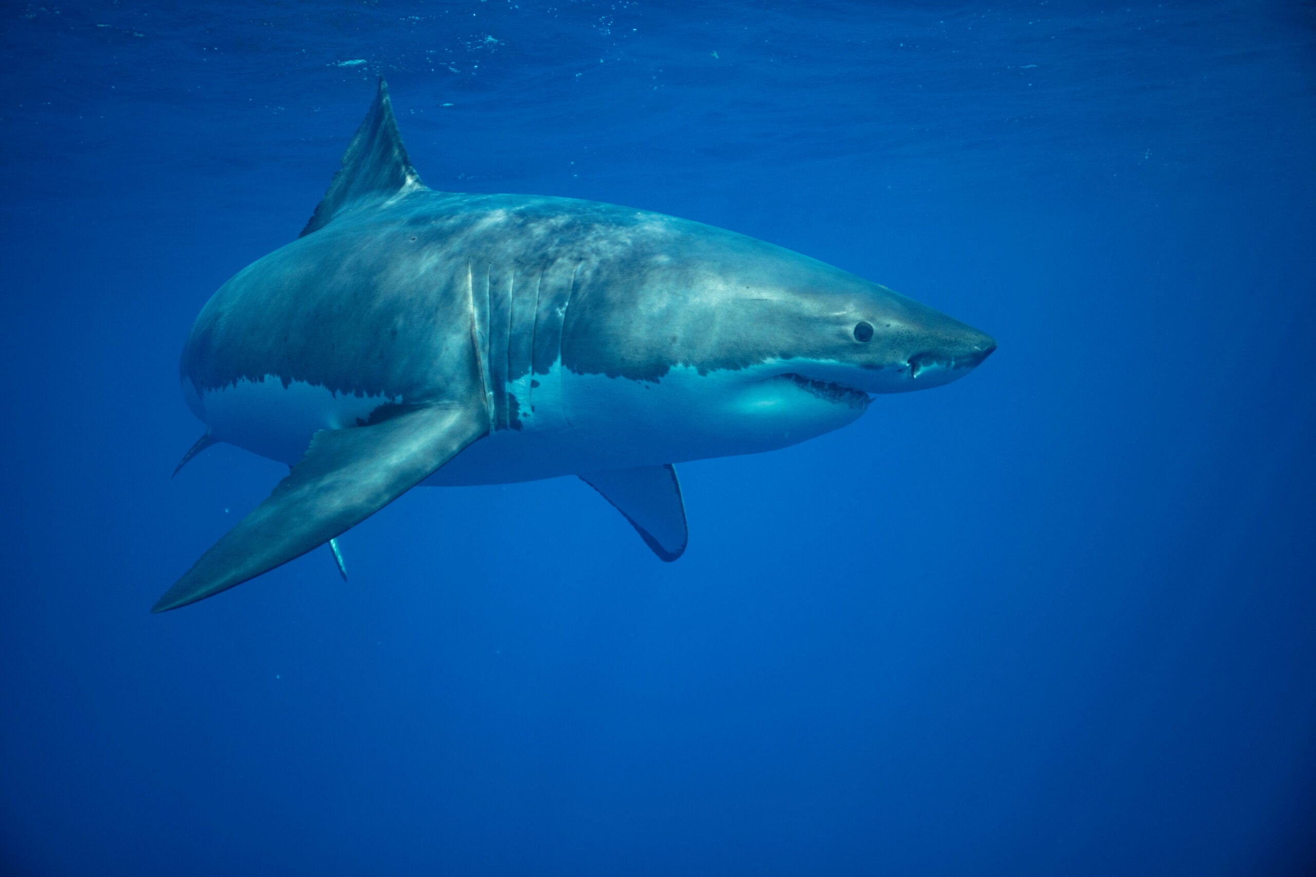 Difference Between Bull Shark And Great White A Bull Shark Giving Us A