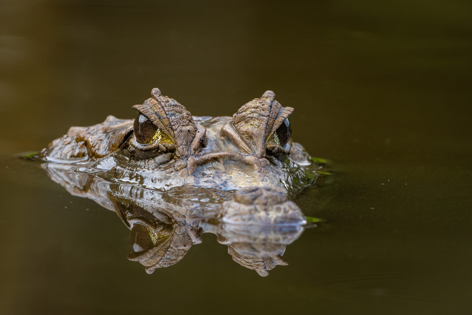 What's the Difference Between a Caiman and a Crocodile?
