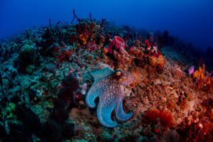 Caribbean Reef Octopus