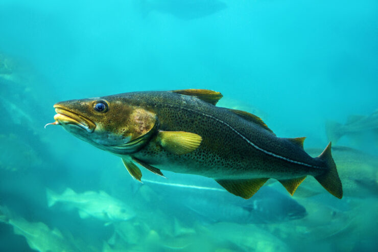 Halibut vs Cod?
