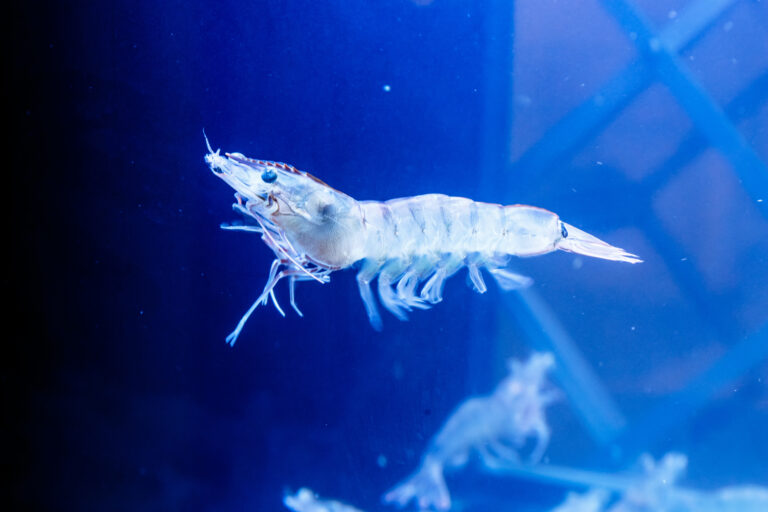 The Biggest Shrimp Ever Recorded