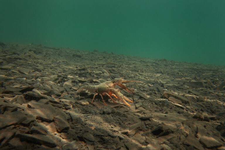 What's the Difference Between Crawfish and Crayfish?