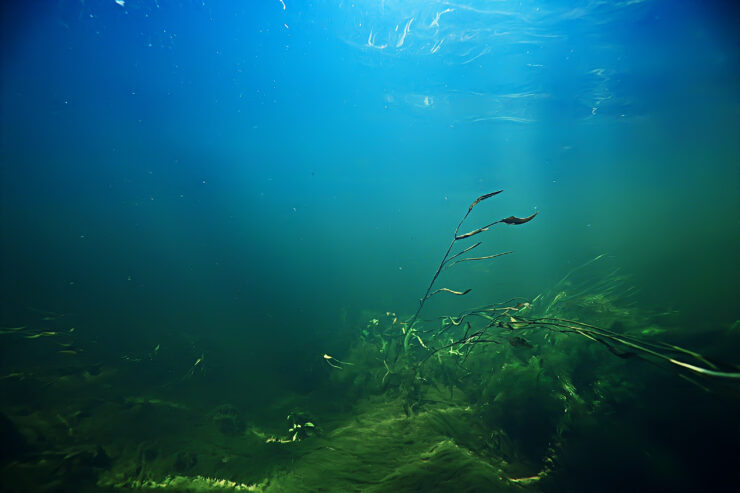 What's the Difference Between Freshwater and Saltwater?