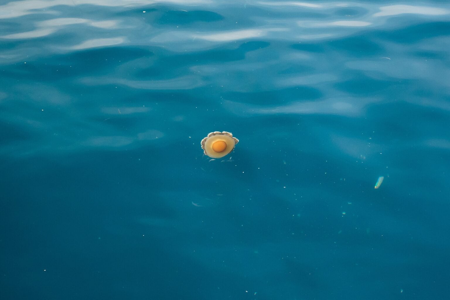 Fried Egg Jellyfish