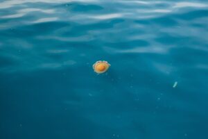 Fried Egg Jellyfish