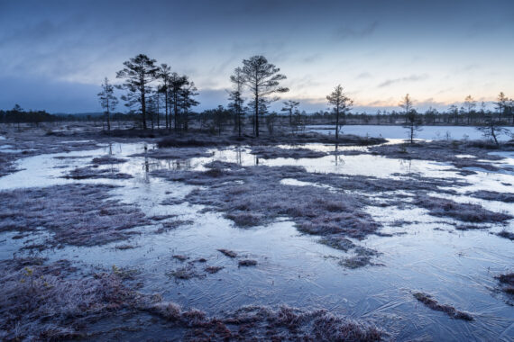 The Difference Between Wetlands, Marshes and Swamps