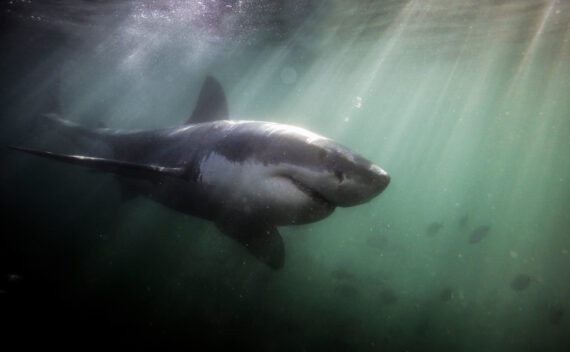 Gruesome Jersey Shore Shark Attacks of 1916