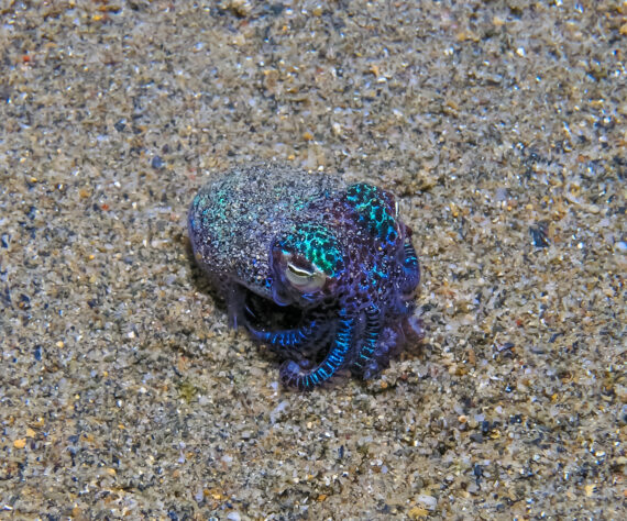 The Cutest Squid in the World