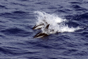 Hilarious Video Shows How Dolphins Use Pufferfish to Get High!
