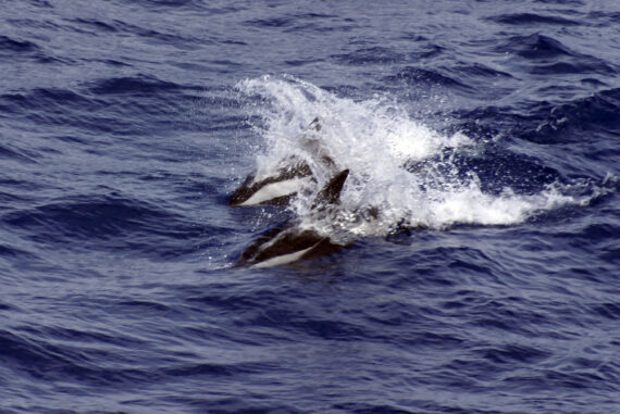 Hilarious Video Shows How Dolphins Use Pufferfish to Get High!