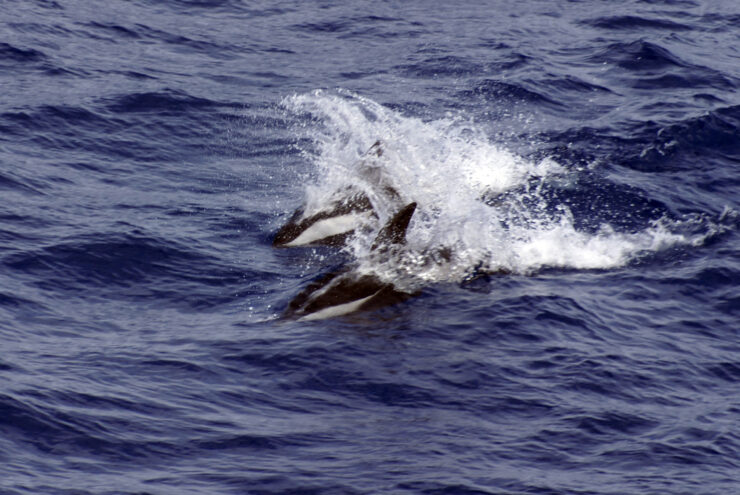 Hilarious Video Shows How Dolphins Use Pufferfish to Get High!
