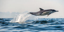 How Fast Can a Dolphin Swim?