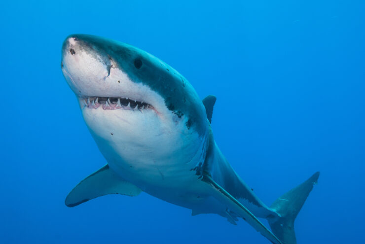 Everything There is to Know About Great White Shark Teeth