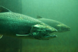What Do Salmon Eat?