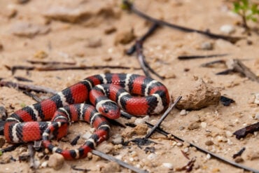 The Difference Between a Coral Snake and a King Snake