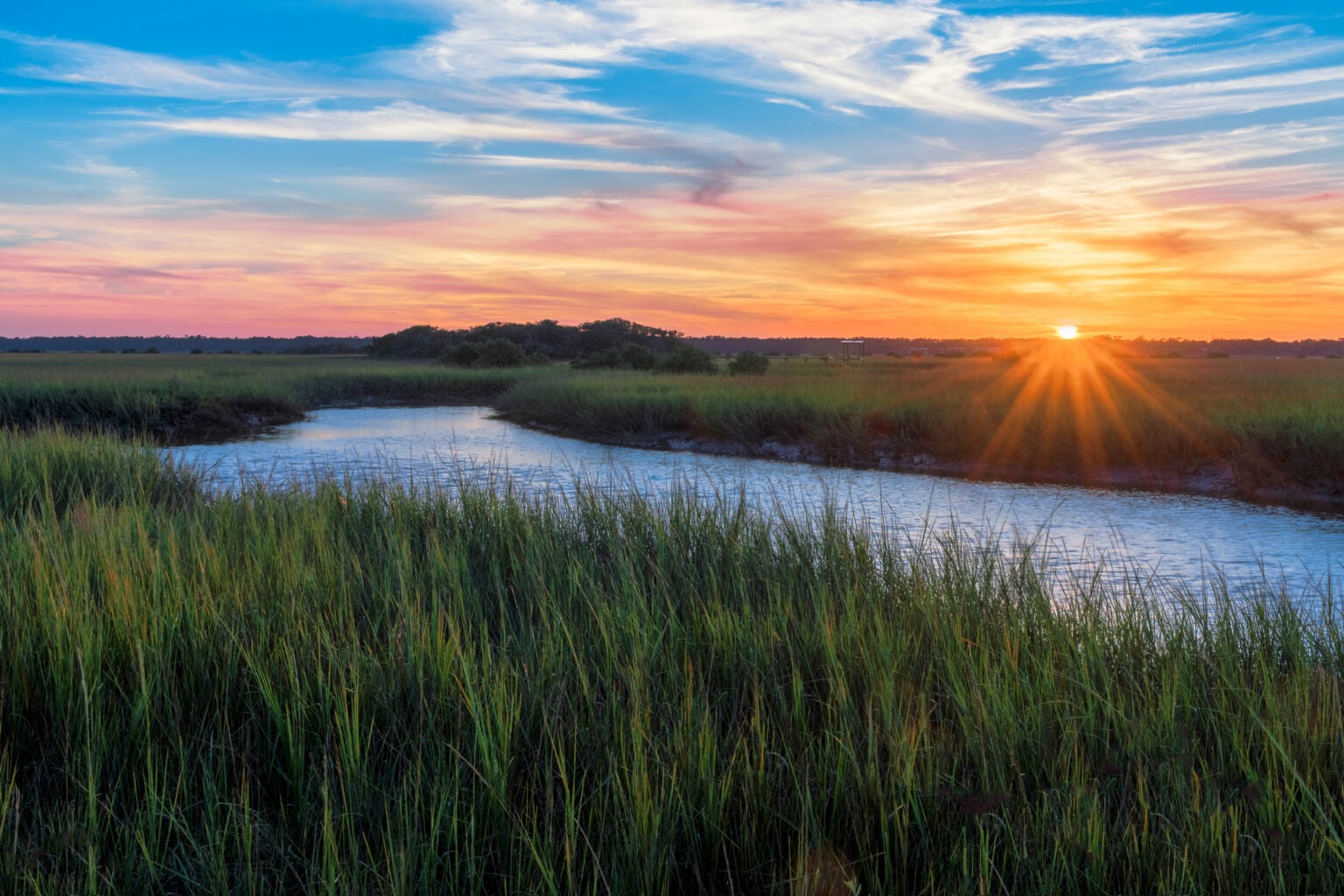 What's the Difference Between a Marsh and a Swamp?