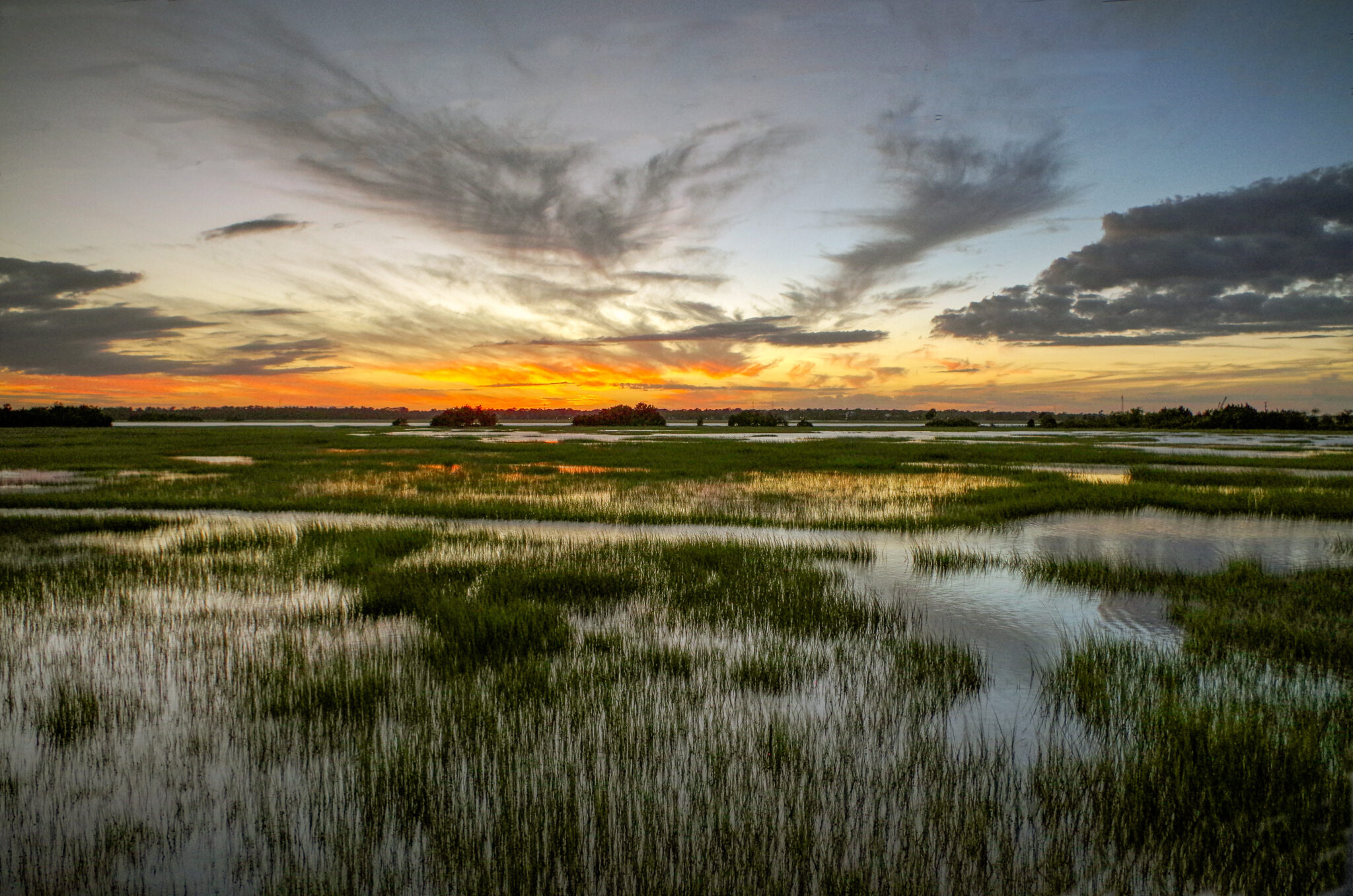 What's the Difference Between a Marsh and a Swamp?