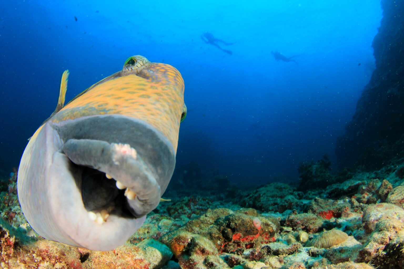 The Funniest Ocean Puns That Will Make Anyone Laugh |Green