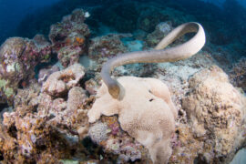 Olive Sea Snake