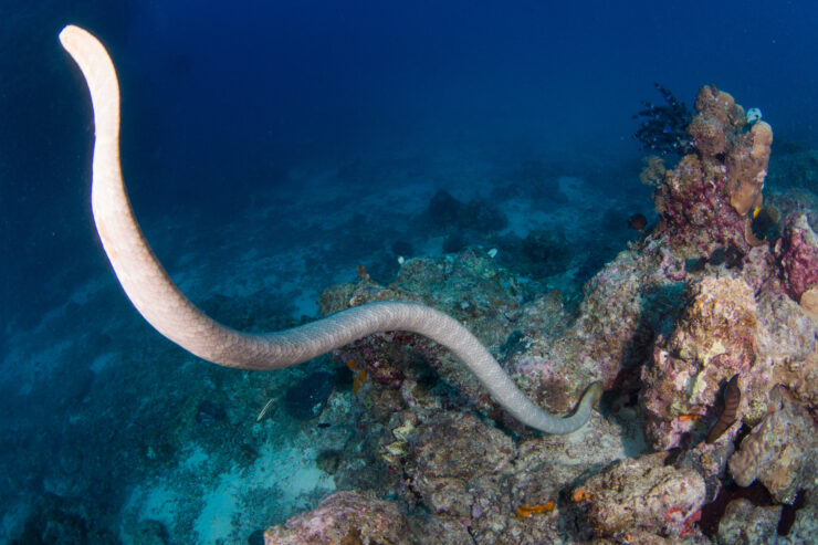 Olive Sea Snake