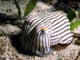 5 Most Poisonous Sea Creatures