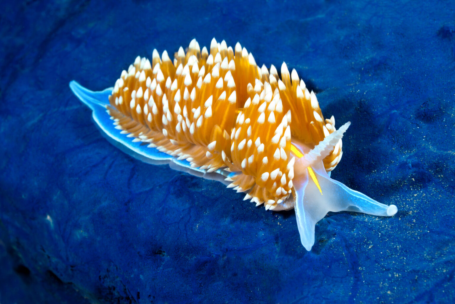 5 Most Poisonous Sea Creatures