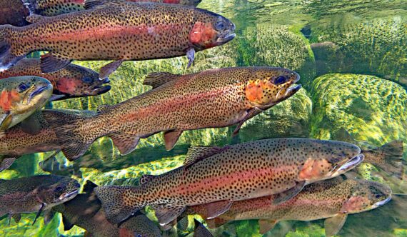 Types of Fish in the Great Lakes